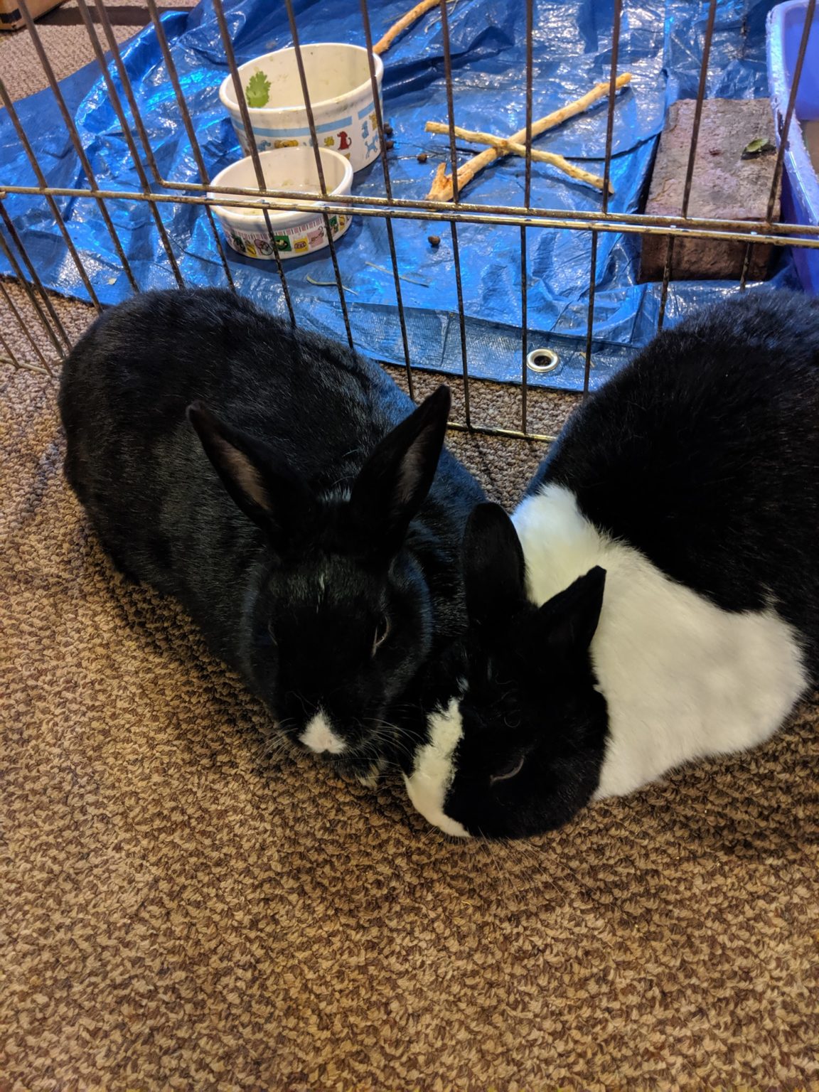 Foster Questionnaire - Erie Area Rabbit Society and Rescue (EARS)