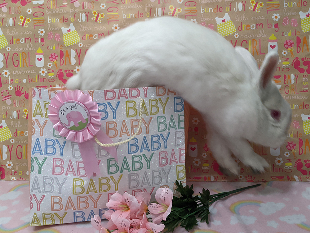 New Service - Bunny e-Cards! - Erie Area Rabbit Society and Rescue (EARS)