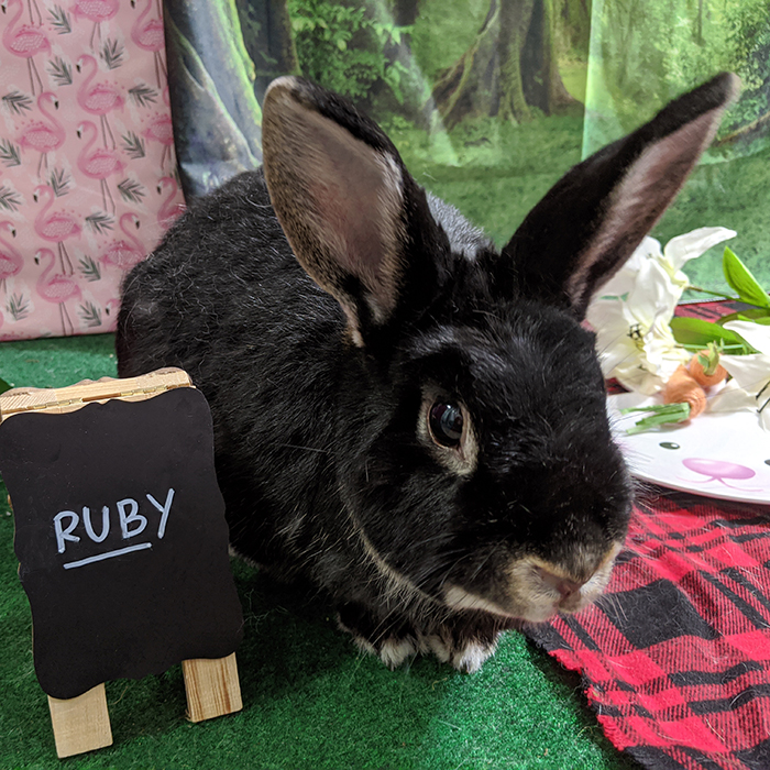 Sanctuary Fosters - Erie Area Rabbit Society and Rescue (EARS)