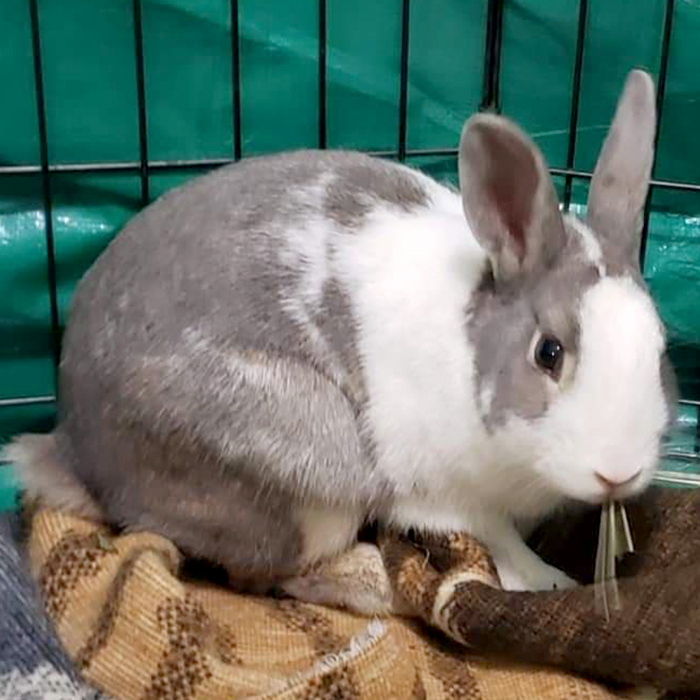 Intake Fosters - Erie Area Rabbit Society and Rescue (EARS)