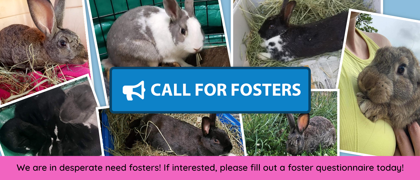 Erie Area Rabbit Society and Rescue (EARS)