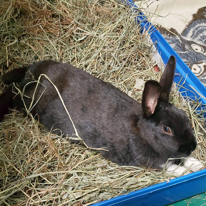 Intake Fosters - Erie Area Rabbit Society and Rescue (EARS)