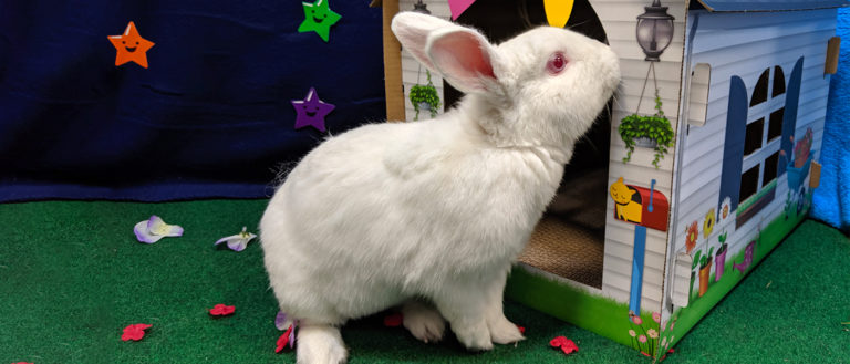 Resources - Erie Area Rabbit Society and Rescue (EARS)