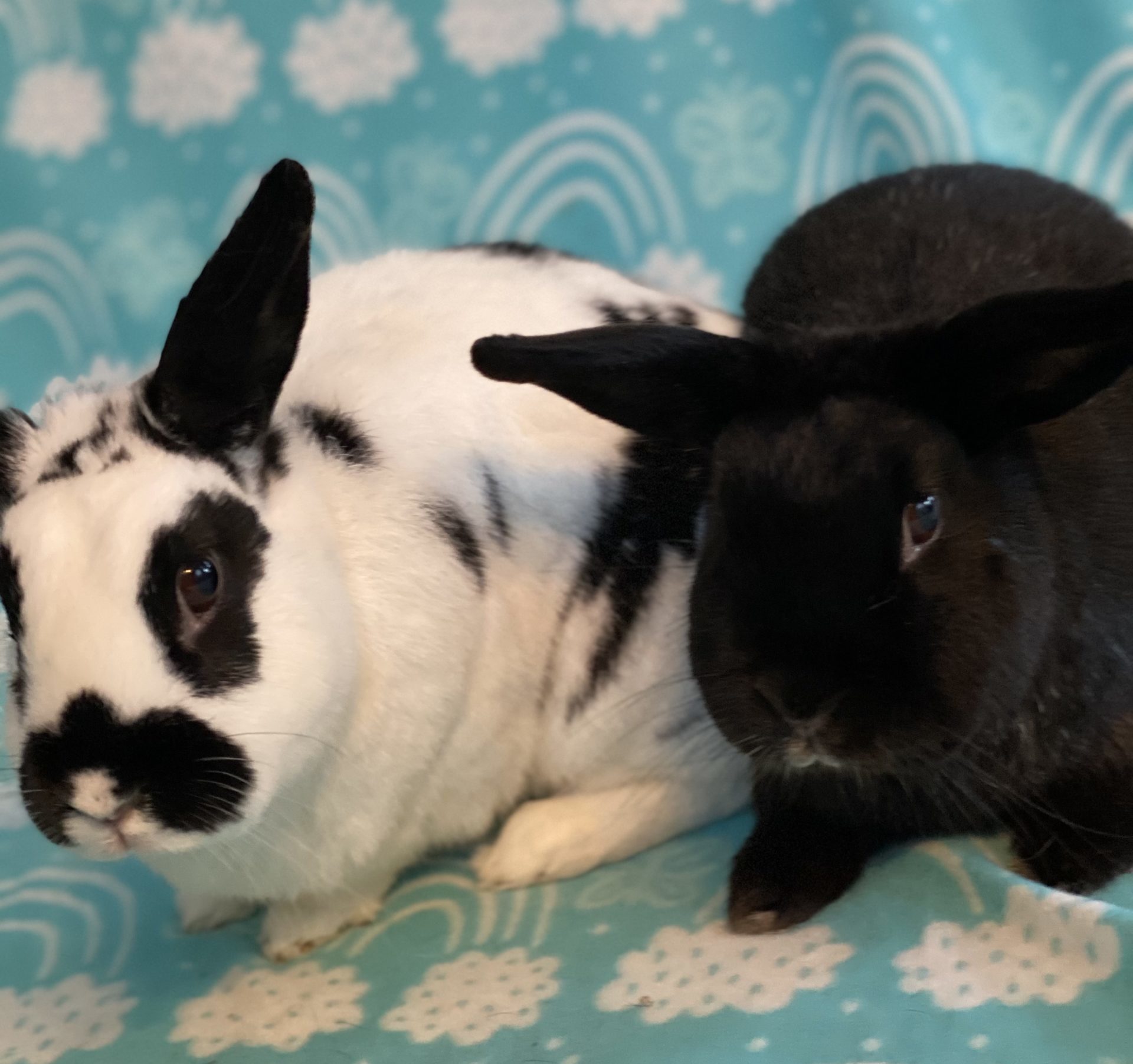 My Leap into Rabbit Ownership - Erie Area Rabbit Society and Rescue (EARS)