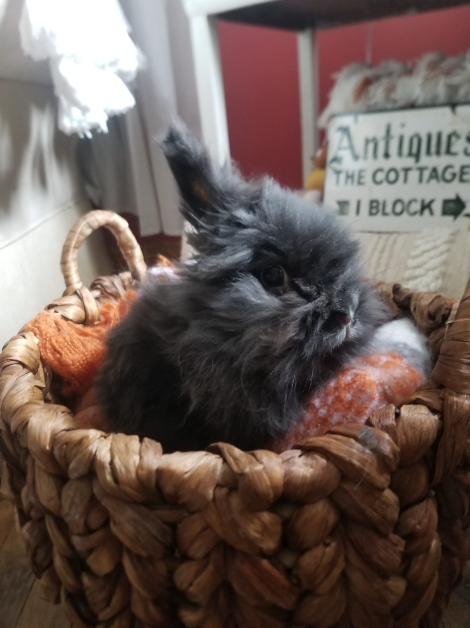 Our Story - Erie Area Rabbit Society and Rescue (EARS)