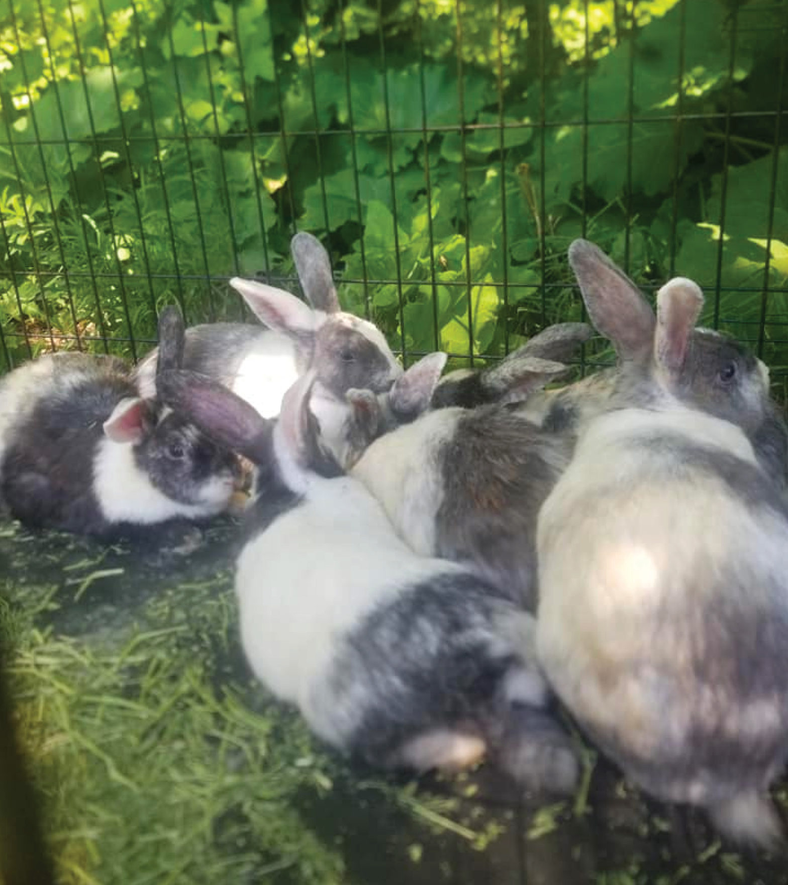 EARS Through the Years - Erie Area Rabbit Society and Rescue (EARS)