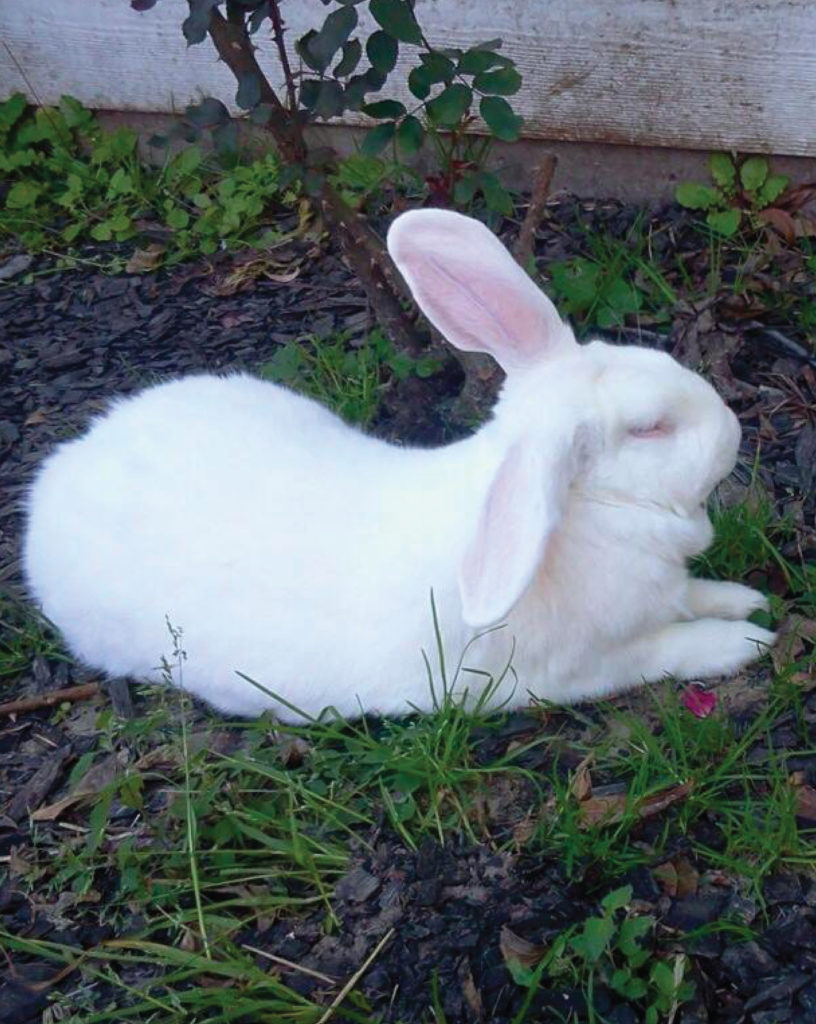 EARS Through the Years - Erie Area Rabbit Society and Rescue (EARS)