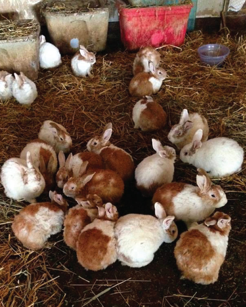 EARS Through the Years - Erie Area Rabbit Society and Rescue (EARS)