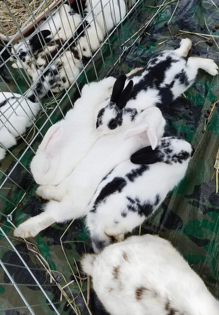 EARS Through the Years - Erie Area Rabbit Society and Rescue (EARS)