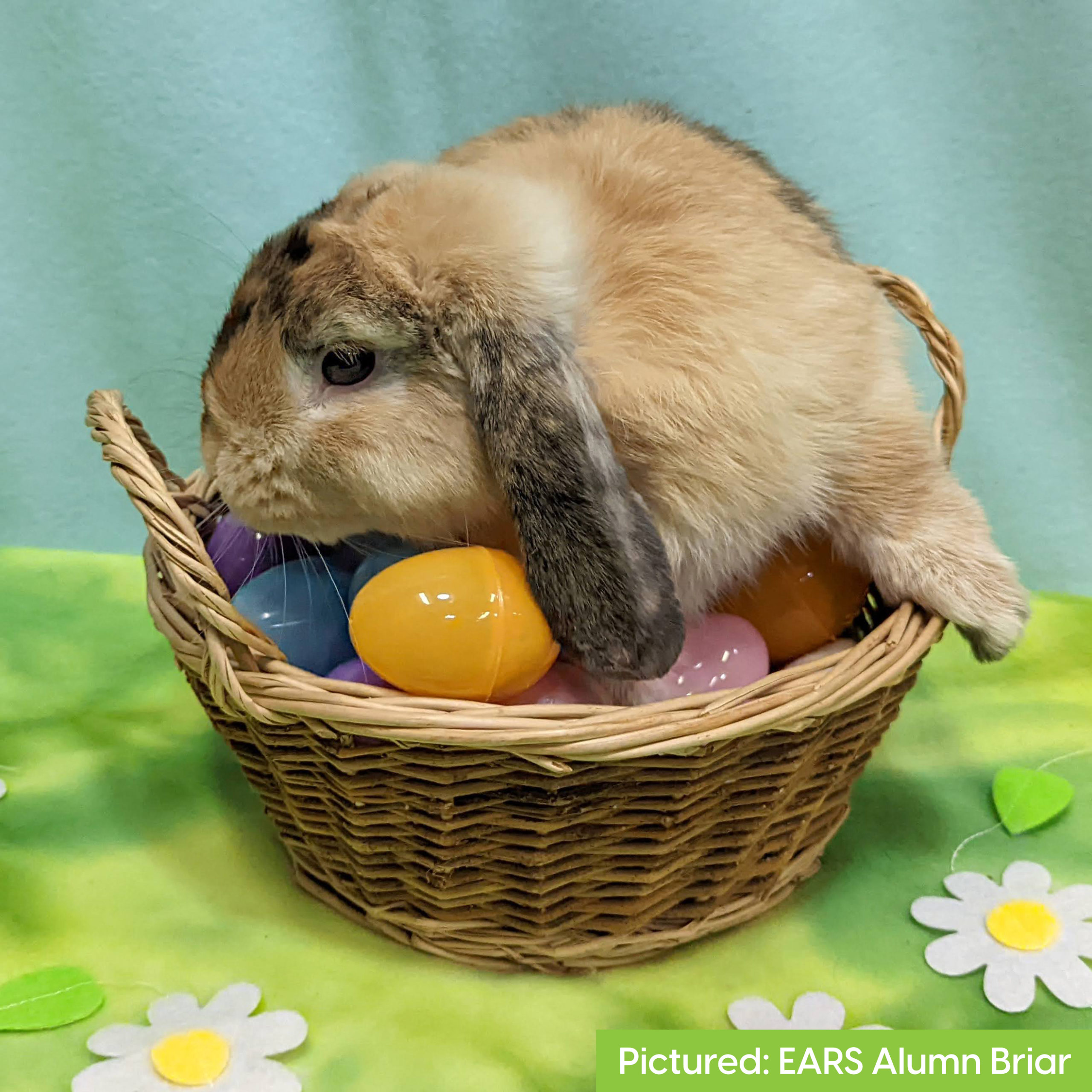Easter animal store