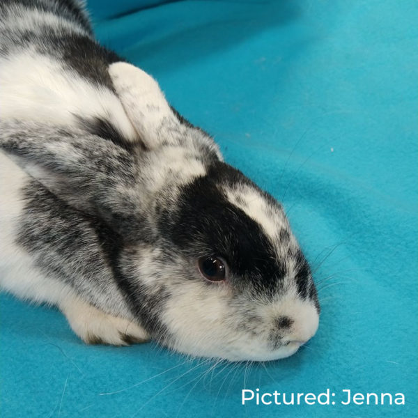 Rabbit Owners: Be Prepared for Emergencies - Erie Area Rabbit Society ...